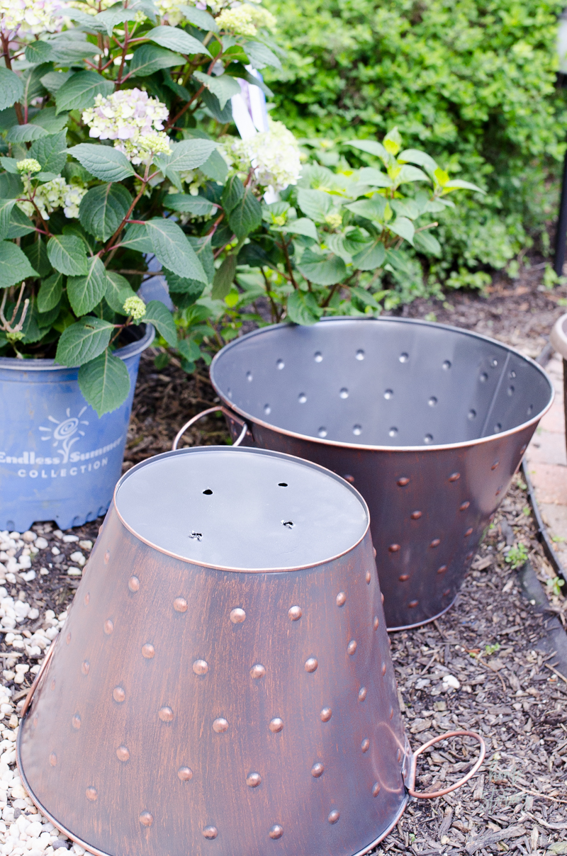 Tips for Endless Summer Hydrangeas Container Planting