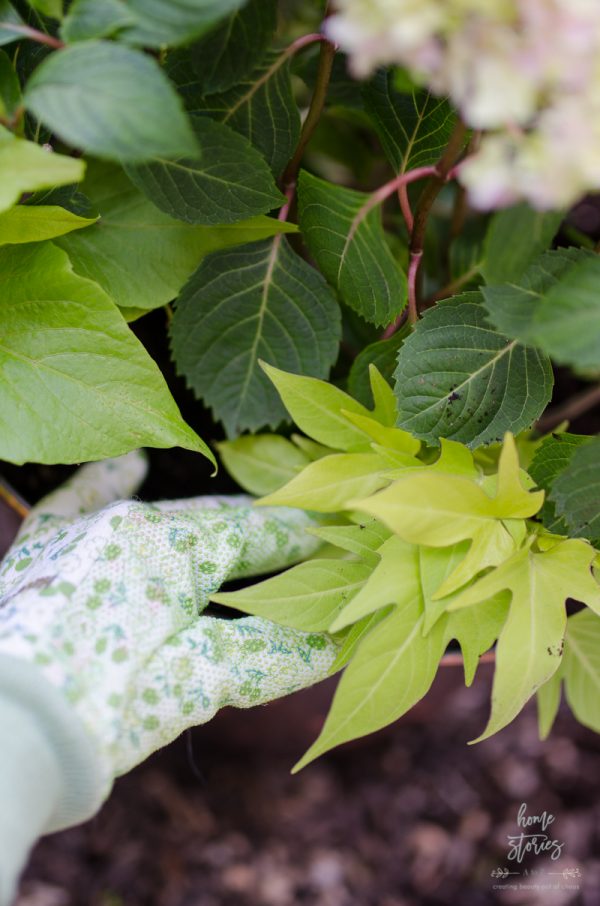 Tips for Endless Summer Hydrangeas Container Planting