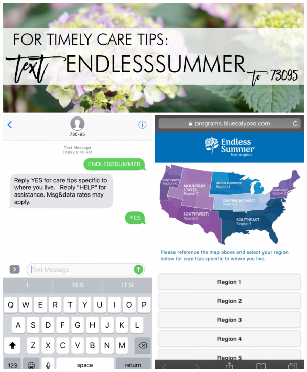 Tips for Endless Summer Hydrangeas Container Planting